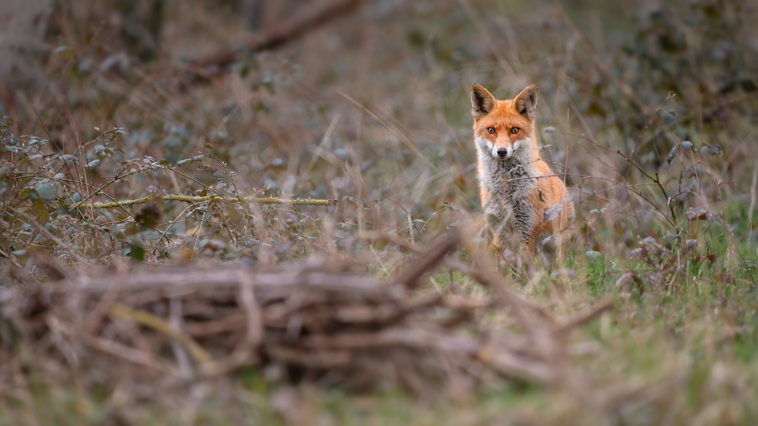 Photographe Nature - Améliorer votre visibilité sur le net